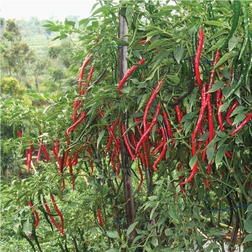 Red Sabel - PT. Tani Murni Seed